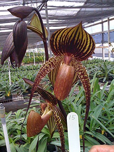 Paphiopedilum Kalapana Orchid Farm