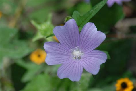 Uso De Alache Con Flor Anoda Cristata En La Gastronomía Contemporánea