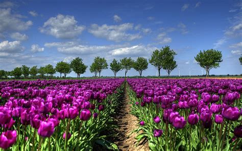 Purple Tulips Wallpapers 32 Free Background Images Wallpapergap