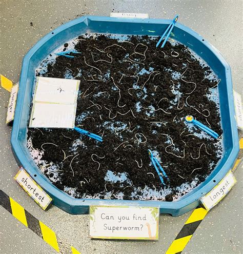 Superworm Length Activity In 2025 Eyfs Reception Classroom