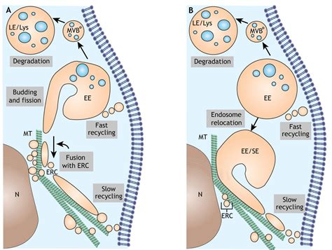 The Enigmatic Endosome Sorting The Ins And Outs Of Endocytic
