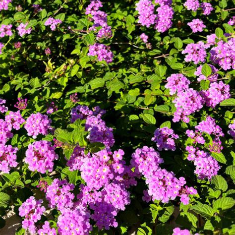 16 Best Perennials For Zone 9 Easy Colorful Flowers And Landscaping