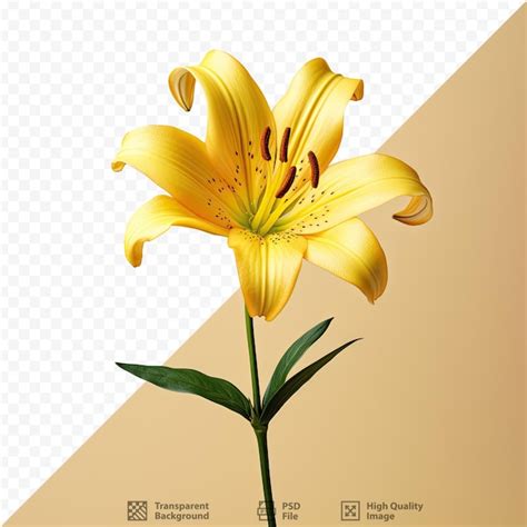 Premium Psd High Resolution Photo Of A Yellow Lily Flower Isolated On
