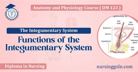 Functions Of The Integumentary System The Integumentary System Nursing Midwifery Gurukul GOLN