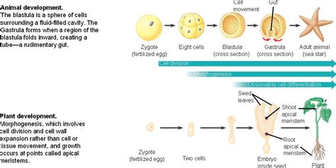 Plant Cell Differentiation