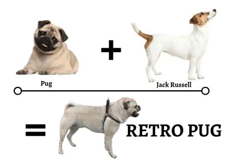 Why Crufts Retro Pugs Retro Pugs Rpugs Nlkm