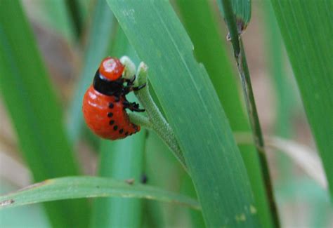 Milkweed Leaf Beetle All You Need To Know In A Nutshell Whats That Bug