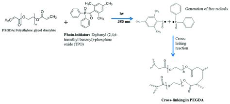 Scheme 1 Cross Linking Reaction Of Pegda Using Tpo As Photo Initiator