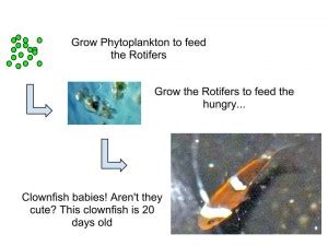 Definitive Guide To Breeding Clownfish How To Hatching Eggs And More