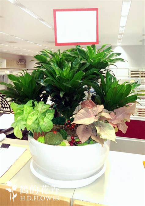 盆景植栽 商品資訊 台中花店 鶴的花卉hdflower