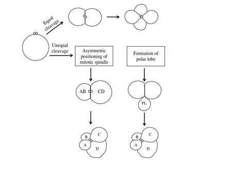 Cleavage Embryo Alchetron The Free Social Encyclopedia