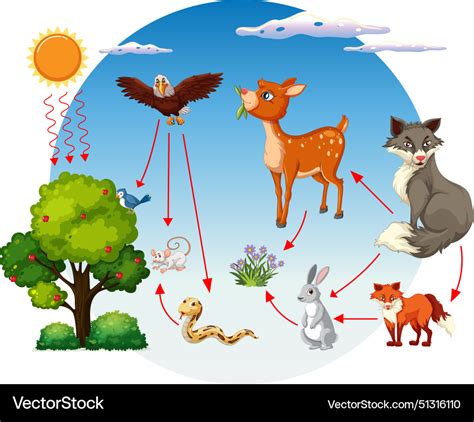 Depicts A Forest Food Chain With Various Animals Vector Image