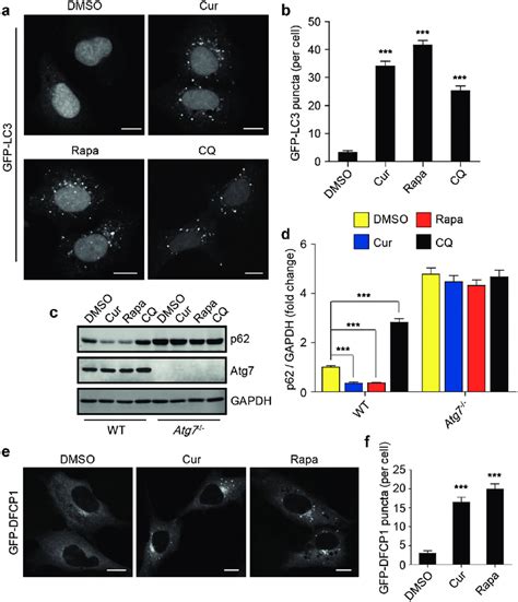 Curcumin Stimulates Autophagy Initiation A Formation Of Gfp Lc3