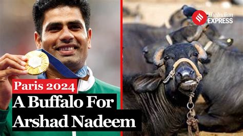 Arshad Nadeem Pakistans Olympic Star Will Receive A Buffalo As T