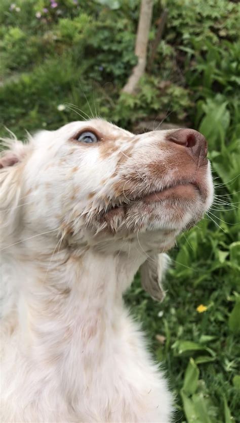 Throwback To 2 Years Ago With My Confused Pikachu R Englishsetter
