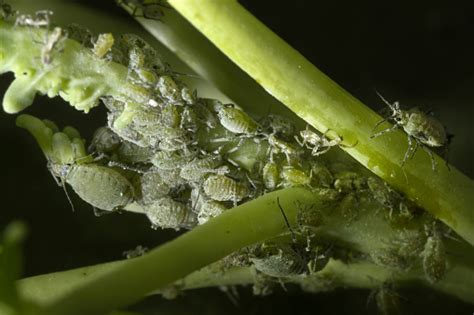Tiny Aphids Consume The Sap Of Curly Kale Garden Plants Denver Colorado