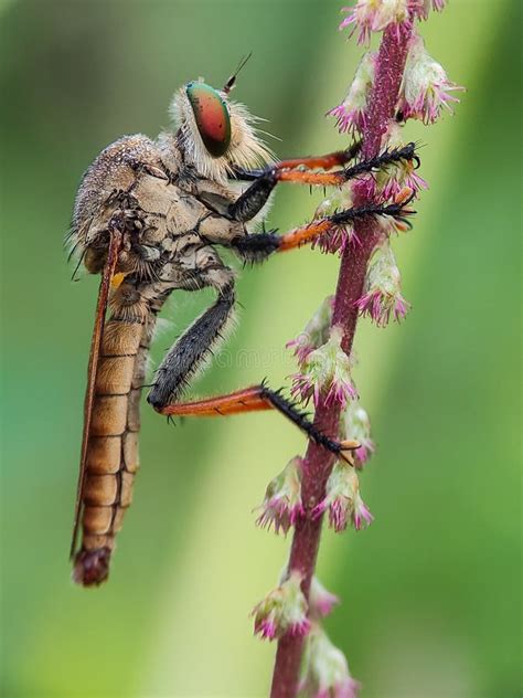 Promachus Yesonicus Robber Flies Asilidaea Very Aggressive Predator