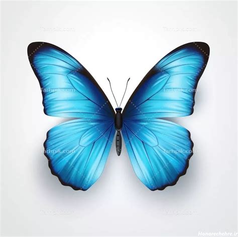 22 عکس پروانه آبی رنگ با پس زمینه جذاب