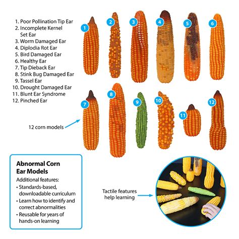 Enhancing Corn Disease Identification Skills With Detailed Models March