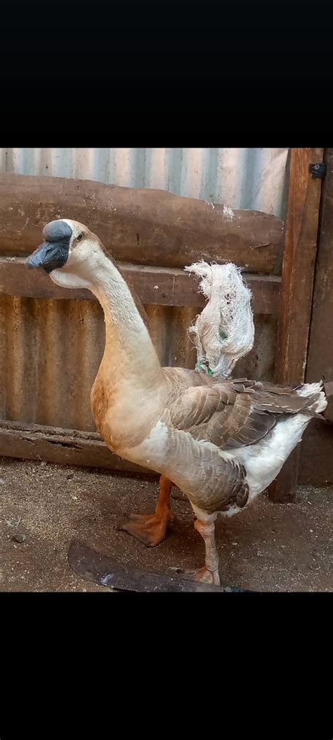 Ufugaji Wa Bata Aina Zote