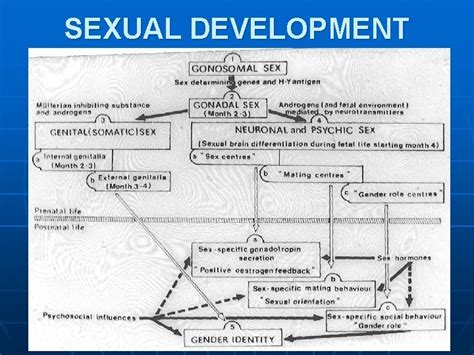 Human Sexual Development And Paraphilias Prof Mudr Ji