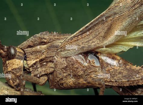 Toad Grasshopper Showing Tympanum Pale Ellipse Transvaal South