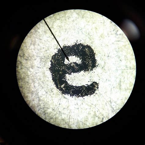 Letter E Under Microscope 4x 10x 40x At Hayley Stokes Blog
