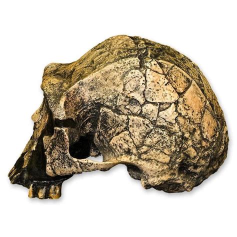 Replica Homo Ergaster Knm Er 3733 Skull — Skulls Unlimited