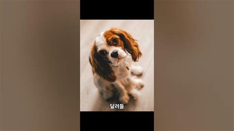 카발리에 킹 찰스 스패니얼 의 5가지 재밌는 사실 Youtube