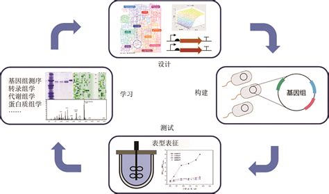 微生物细胞工厂的设计构建：从诱变育种到全基因组定制化创制