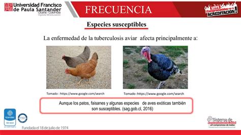 Enfermedad Tuberculosis Aviarpptx