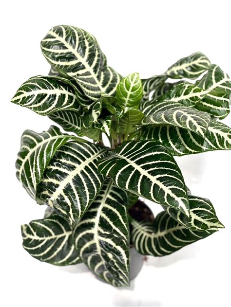 Aphelandra Squarrosa Botanica Zebra Plant Indoor Plants And