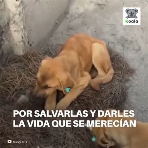 Logran Sacar De Una Gran Pesadilla A Una Perra Y Su Hija Encontraron