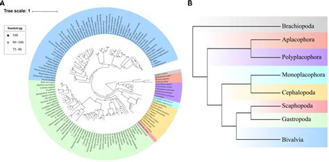 Frontiers Out Of The Ocean The Timescale Of Molluscan Evolution