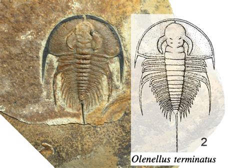 Olenellus Terminatus Textbook Specimen Out Of Stock Fossils After Dark