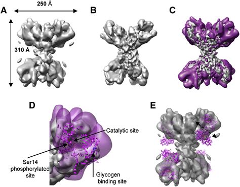 The Structure Of Phosphorylase Kinase Holoenzyme At 99 Å Resolution
