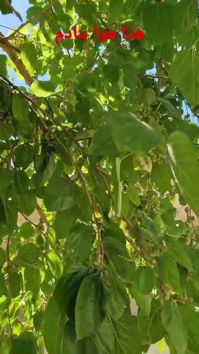 هذا هوا بنادم Youtube