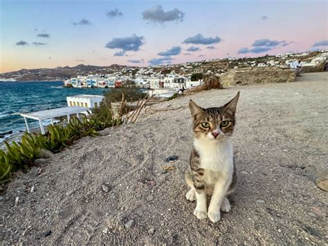 Cats Mykonos Greece