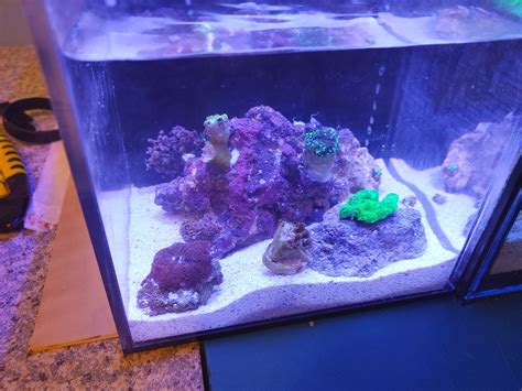 Nano Build Pnw Small In One Buildfinally Reef2reef