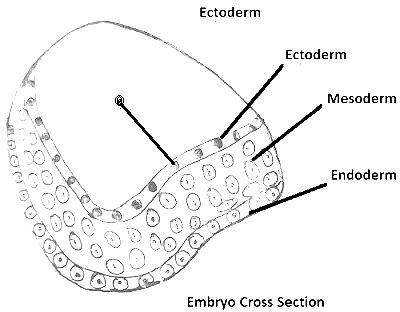 Embryonic Origin Of Tissue Ectoderm Mesoderm Endoderm