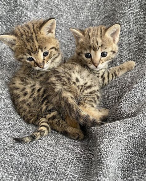 Are Savannah Cats High Maintenance Learn Care Requirements — F1