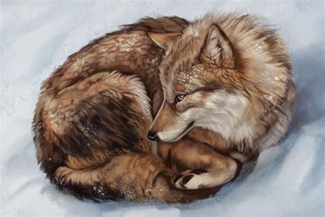 Wolf Study By Noctualis On Deviantart