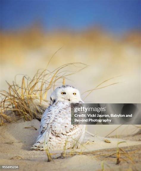 Snowy Owl New York Photos And Premium High Res Pictures Getty Images