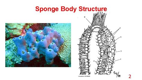 Sponge Body Structure At Kevin Carnahan Blog