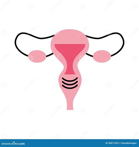 Female Reproductive Organ Icon Stock Vector Illustration Of Fertility