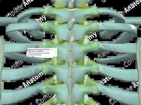 Spinous Process Of Third Thoracic Vertebra Complete Anatomy