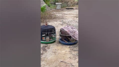 Chim Cu Gù Tập Tành Làm Mồi đất 😁 Gù Chiếc Youtube