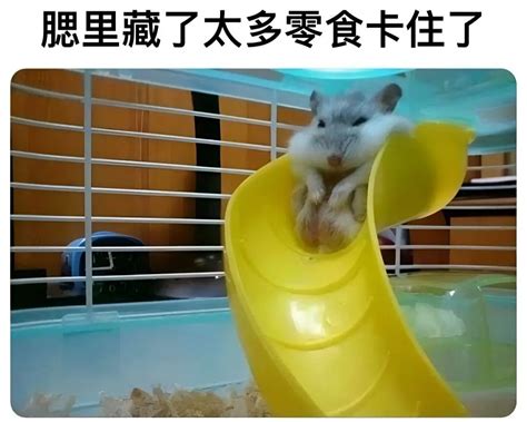 腮里藏了太多零食卡住了 梗图网 Ai梗图搜索引擎与百科
