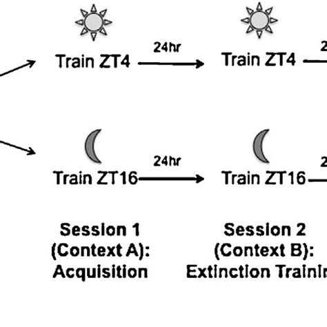 Experiment 1 Rats Exhibited Enhanced Conditioned Fear Extinction Download Scientific Diagram