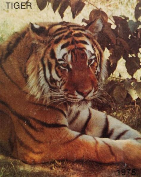 High School Tiger Mascot Image 1978 Patricksmercy Flickr